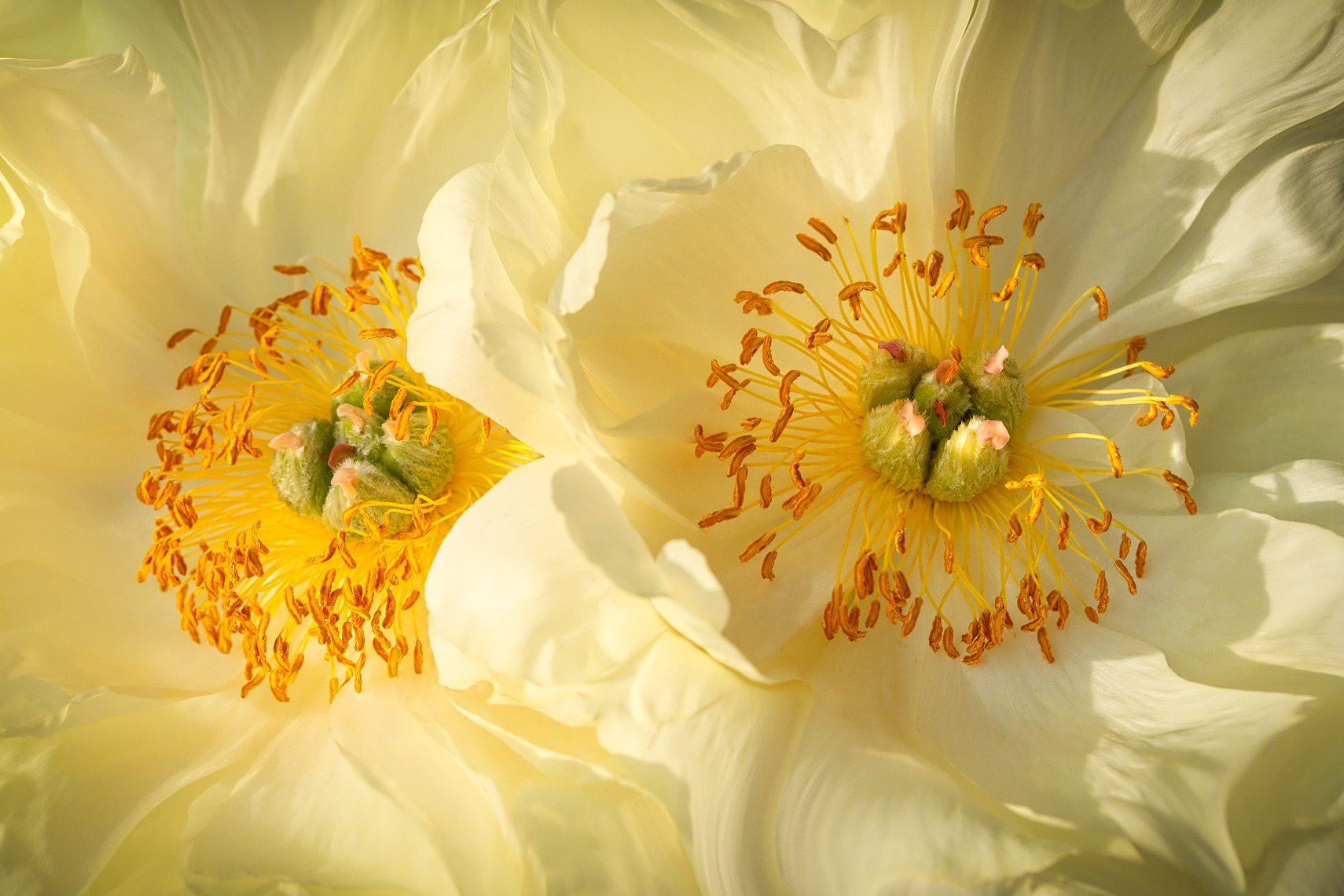 Brad Oliphant Fine Art Photographer - Floral Photographer - Nature ...