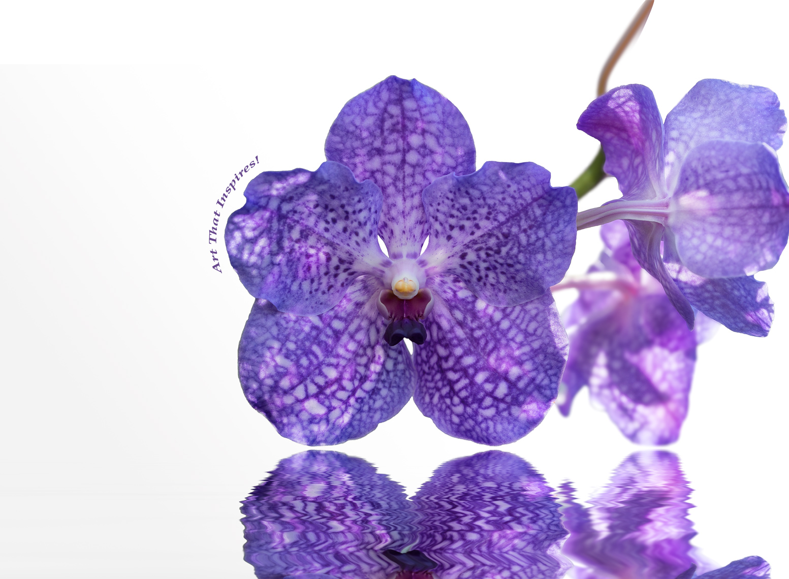 Brad Oliphant Fine Art Photographer - Floral Photographer - Nature ...